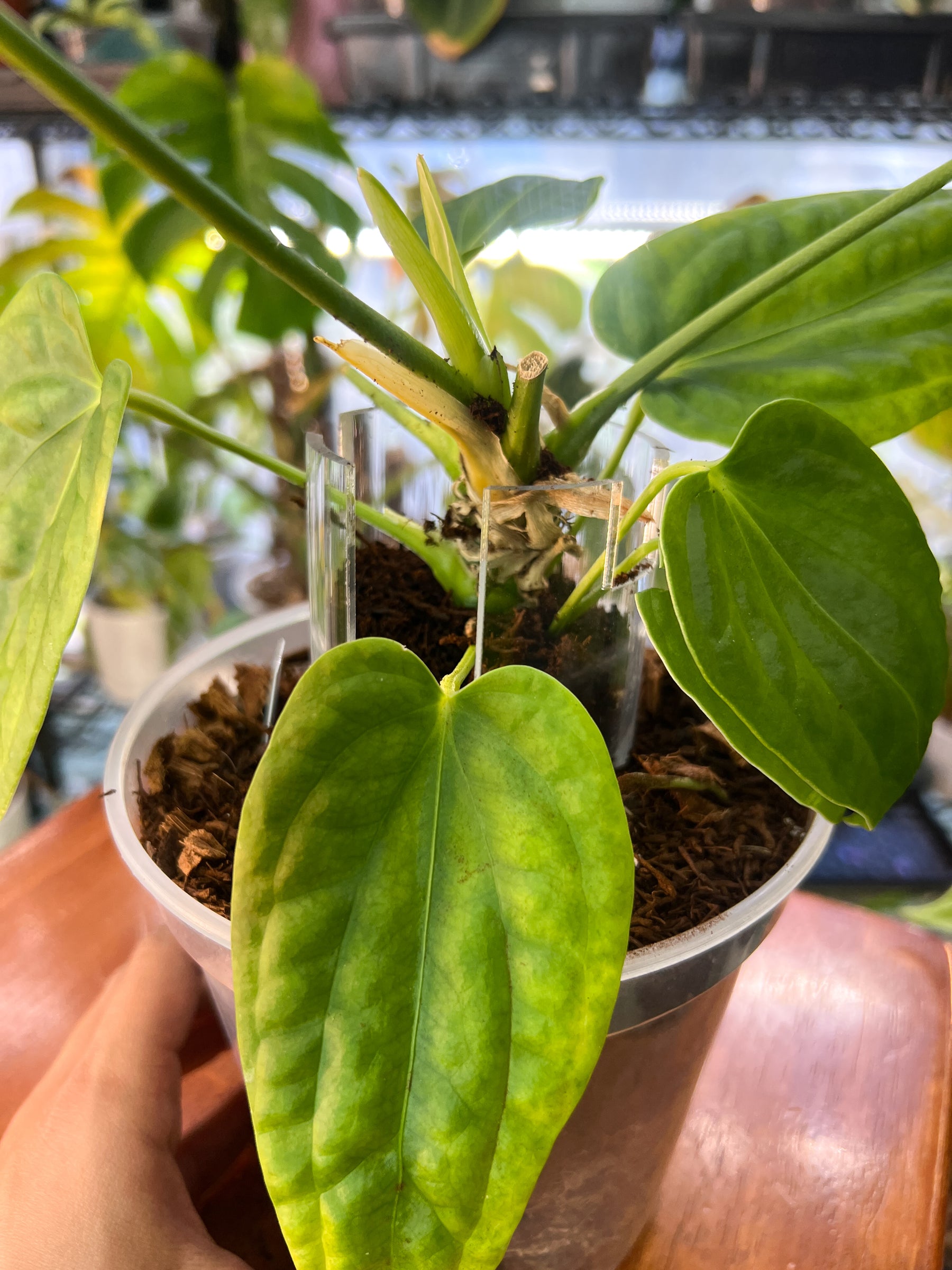 Stem Collar – Propagation Diaries