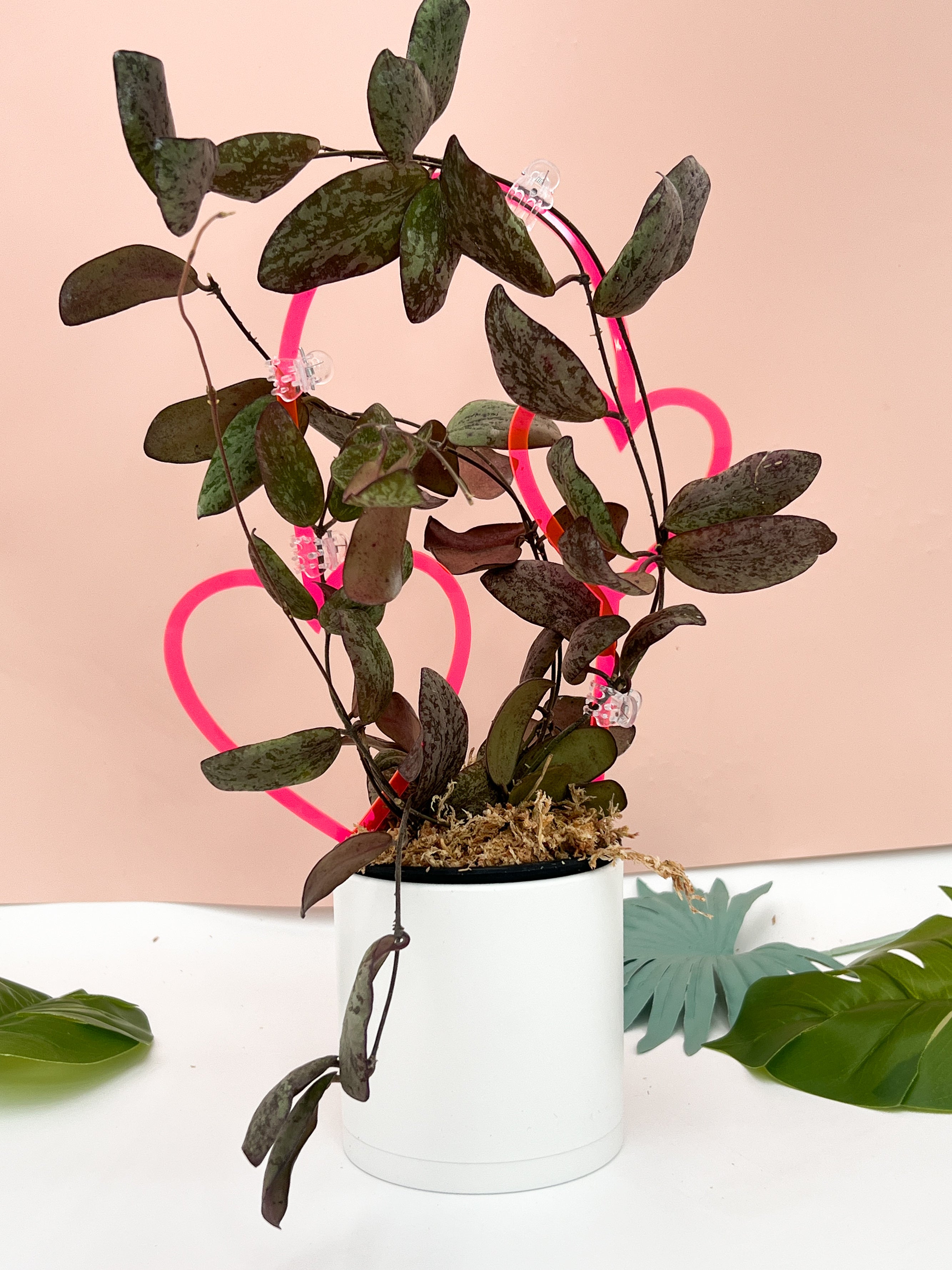Arka Romeo Plant Trellis | Heart Shaped Plant Trellis | Propagation Diaries