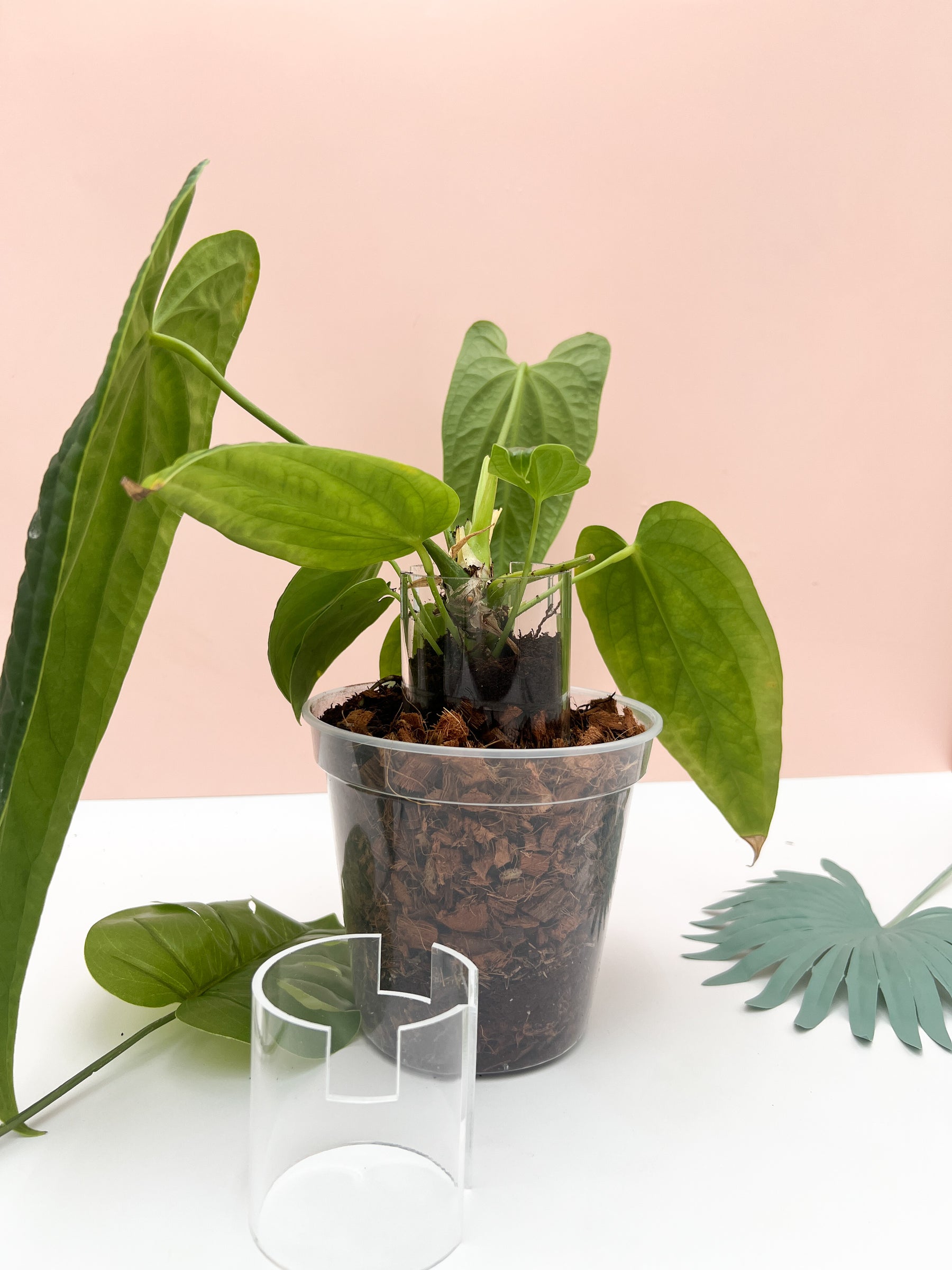 Stem Collar – Propagation Diaries