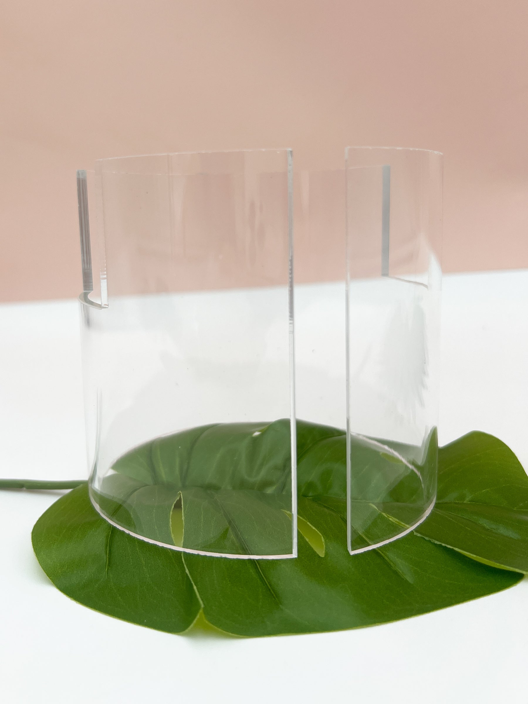 Stem Collar – Propagation Diaries