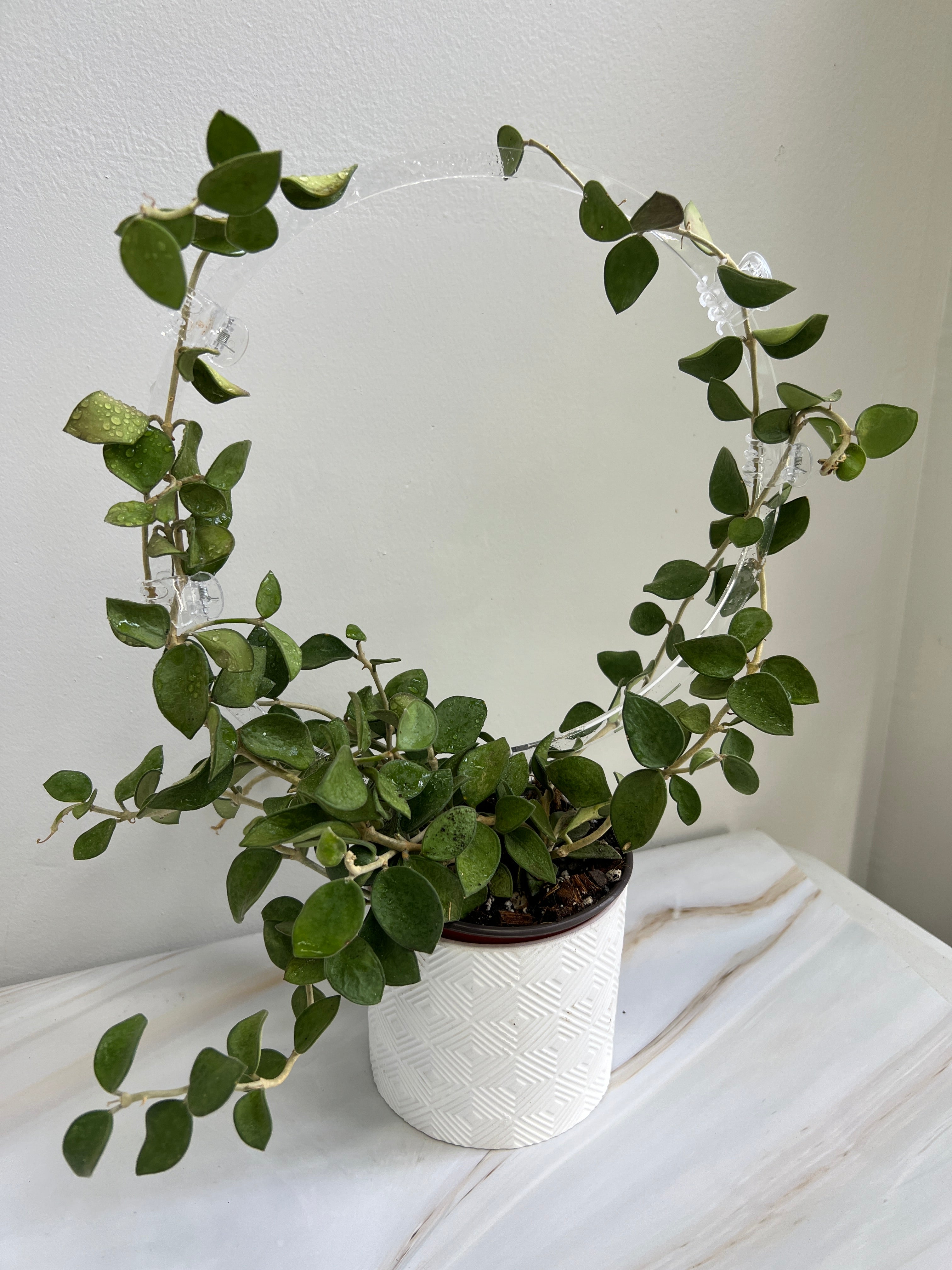 Arka Halo XL Plant Trellis | Halo XL Plant Trellis | Propagation Diaries