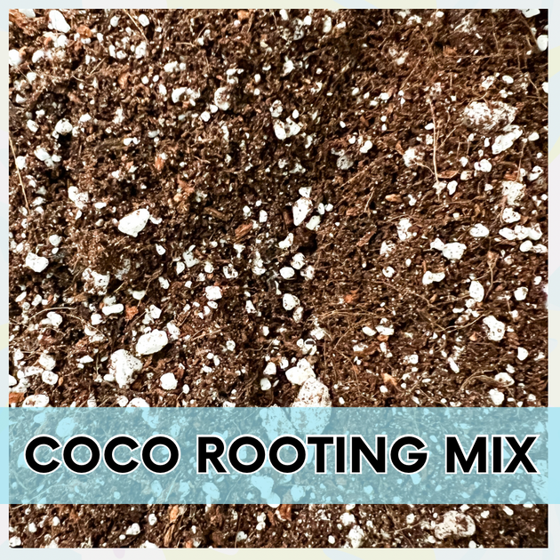 Coco Coir Rooting Mix | Coco Coir Propagation Mix | Propagation Diaries